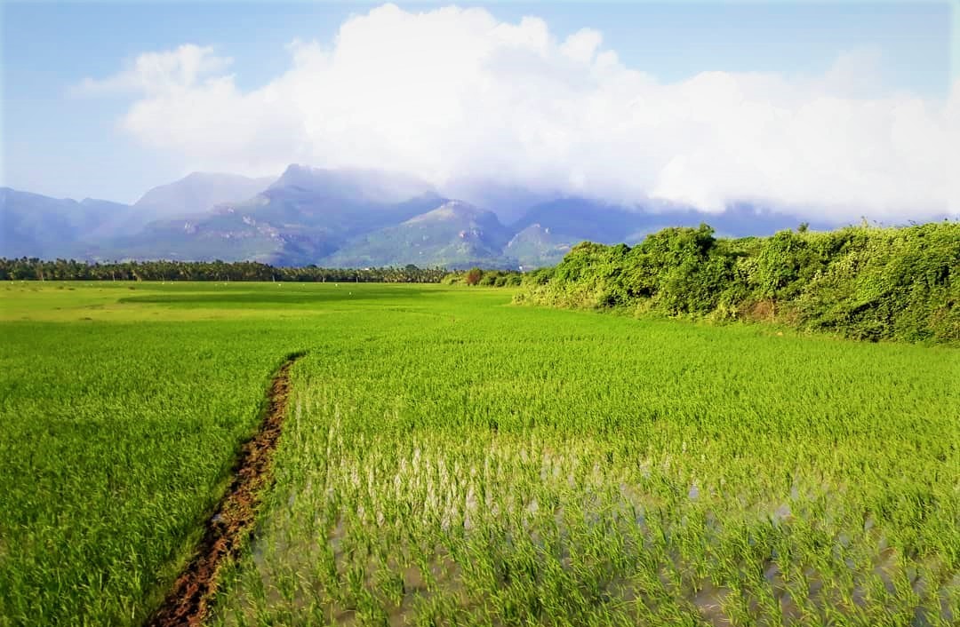Tenkasi District, Tamil Nadu, India